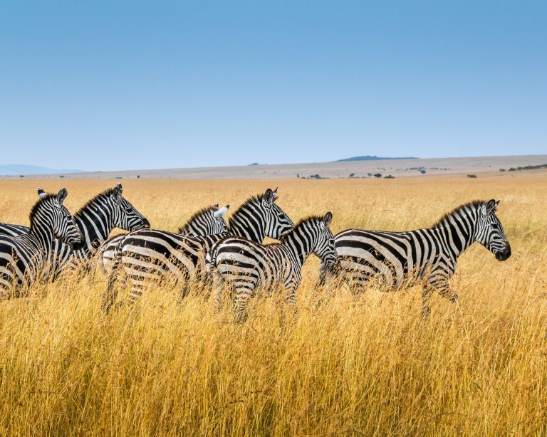 Wildlife Game Counts: Methods, Challenges, and Drone Solutions - JOUAV