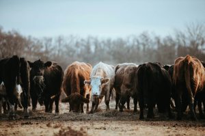Cattle Rustling: Causes, Prevention, Punishment - JOUAV
