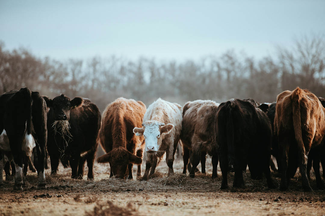 Cattle Rustling: Causes, Prevention, Punishment - JOUAV
