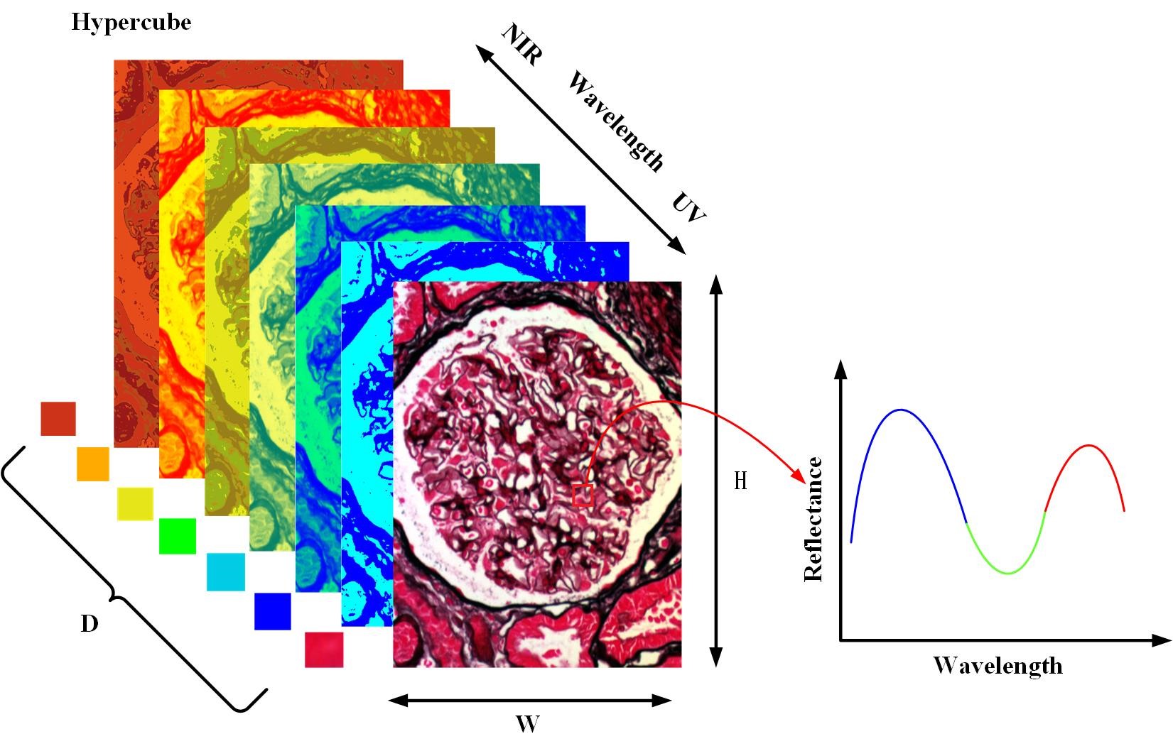 Hyperspectral Imaging: Types, Benefits, and Applications - JOUAV