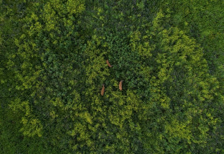 Wildlife Game Counts: Methods, Challenges, and Drone Solutions - JOUAV